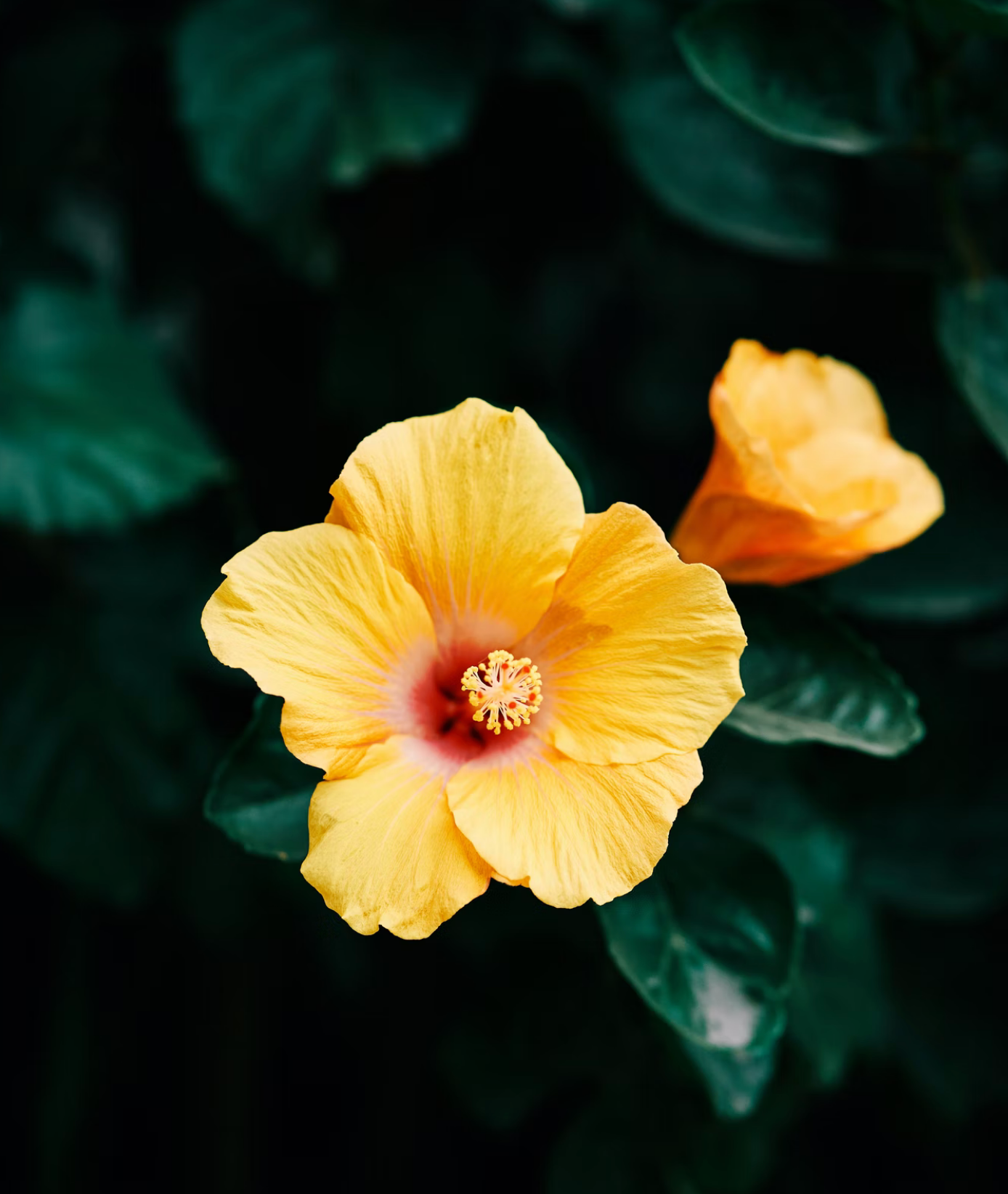 Tropical Blooms – Graves Farms