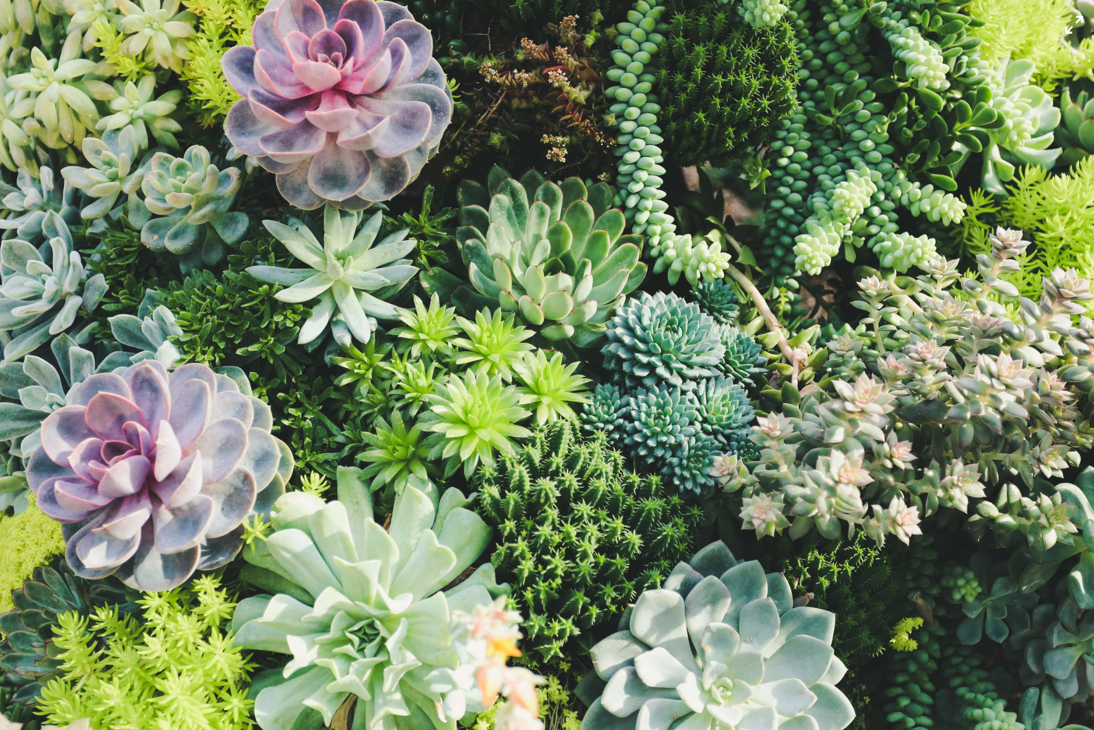 Specialty Plants – Graves Farms