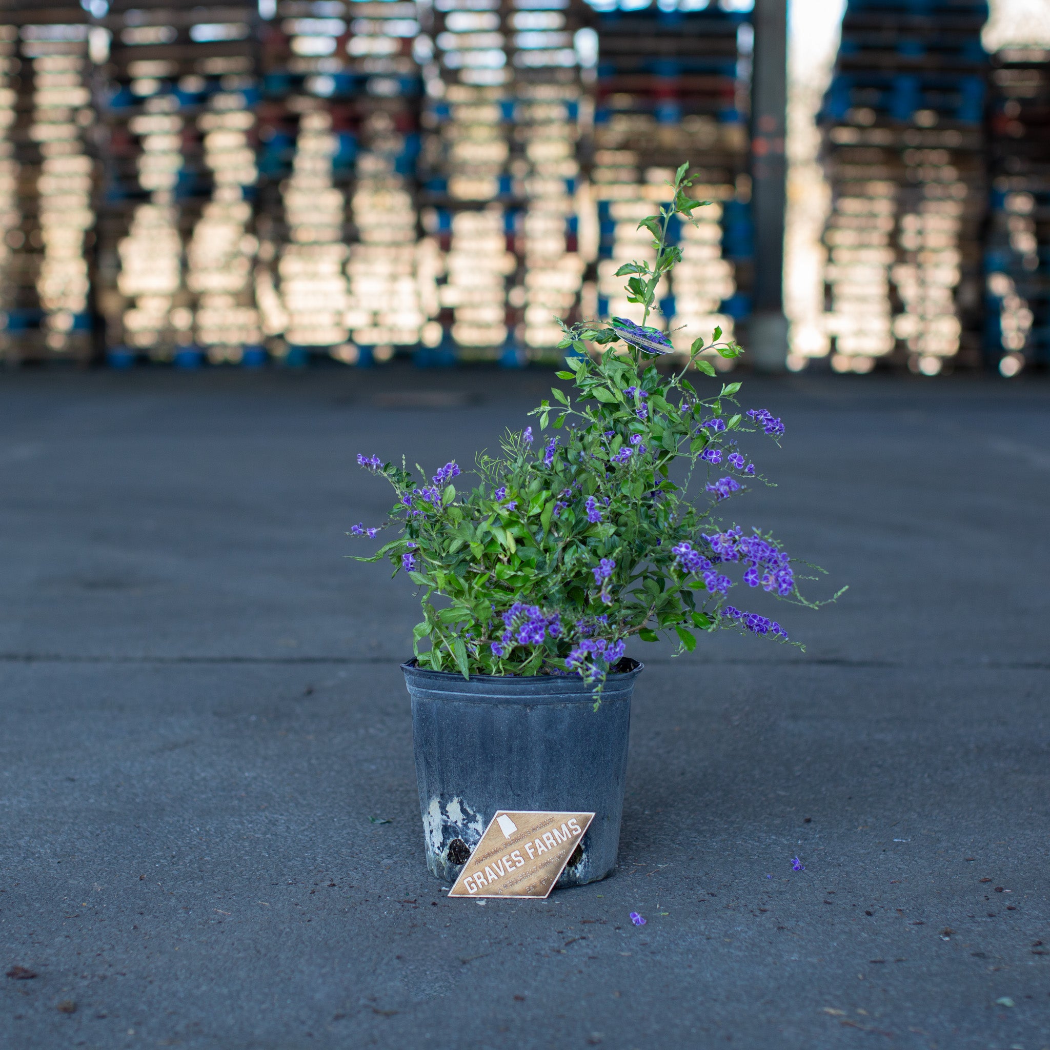 Dew Drop Bush – Graves Farms