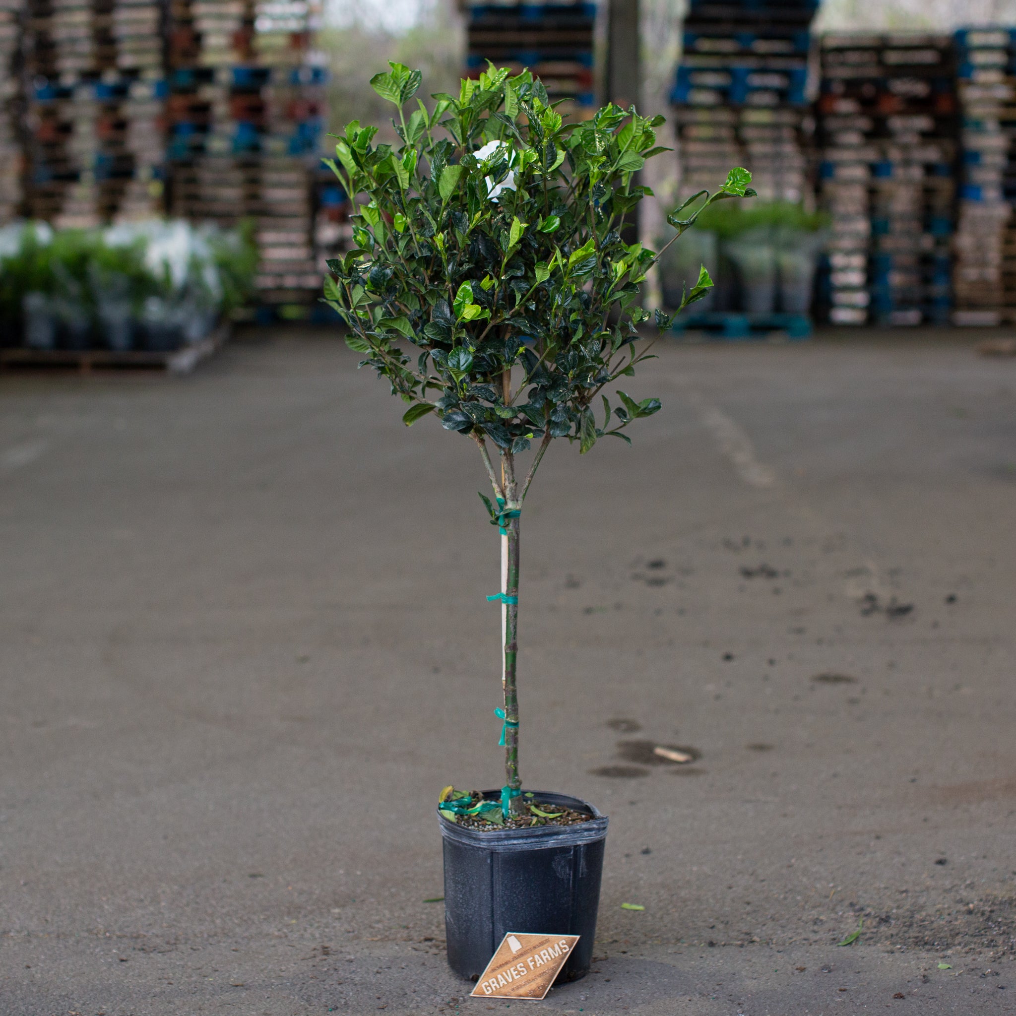 Gardenia Standard Topiary – Graves Farms
