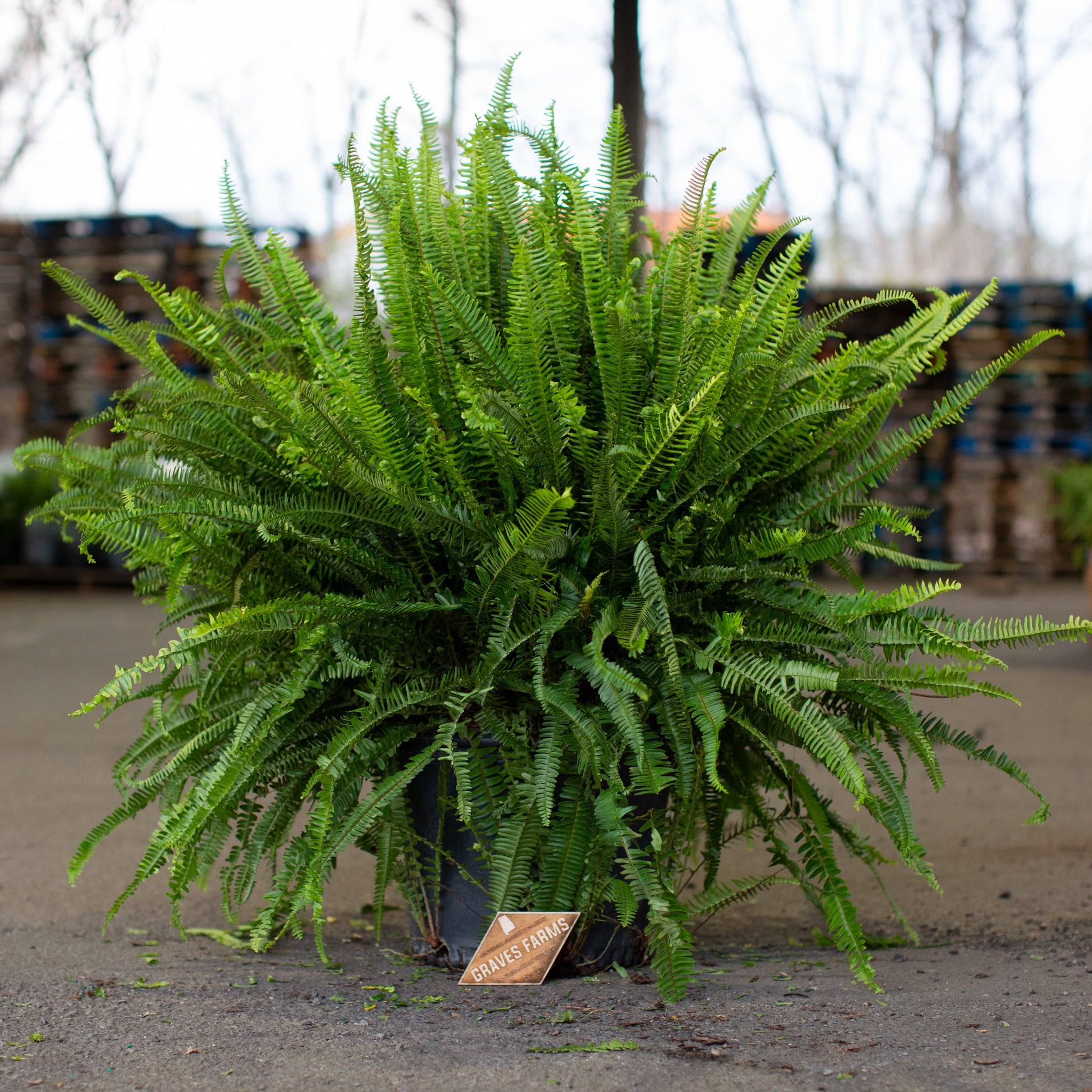 Kimberly Queen Fern – Graves Farms