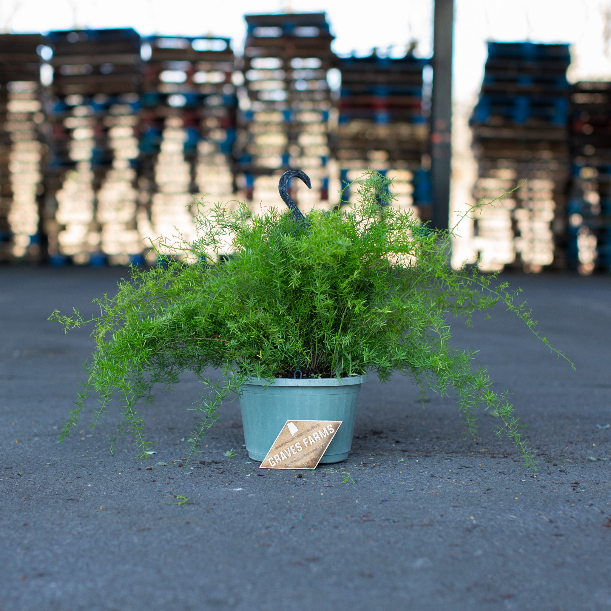 Asparagus Fern – Graves Farms