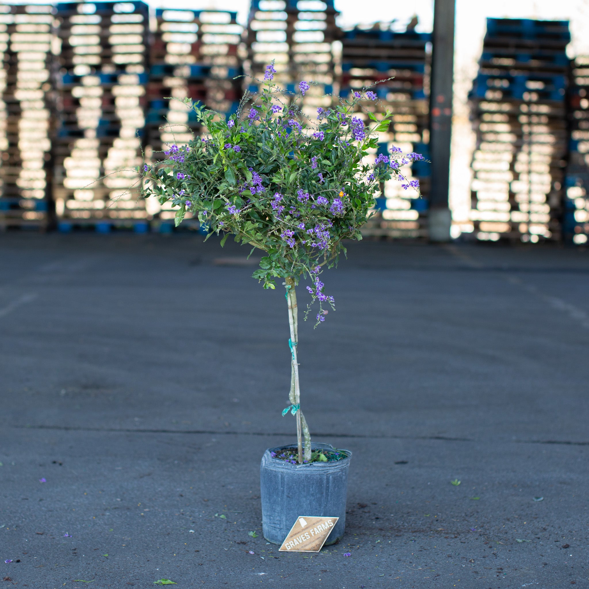 Dew Drop Standard Topiary – Graves Farms