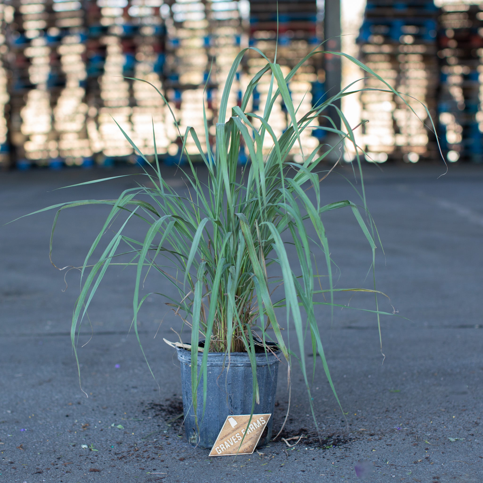 Lemongrass – Graves Farms