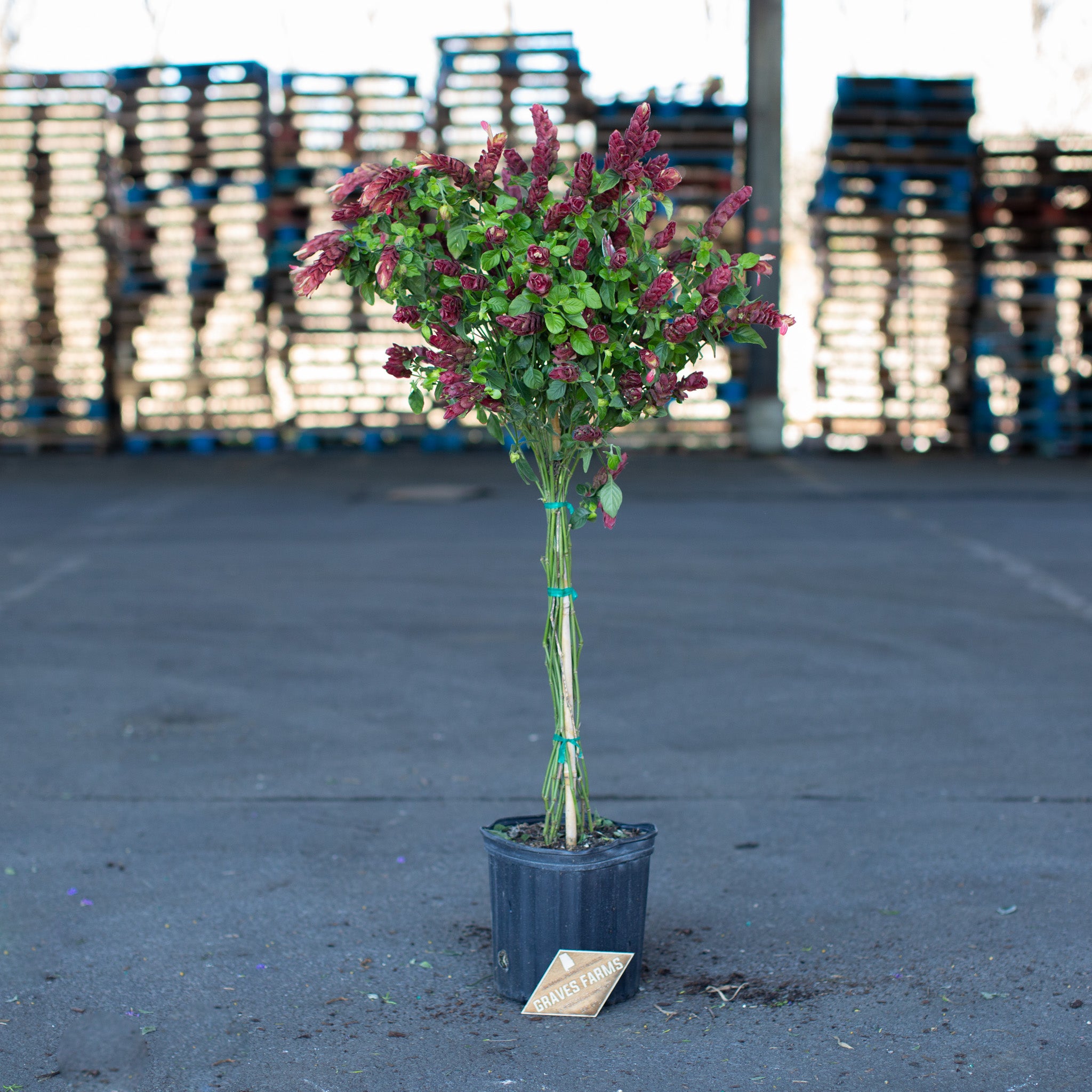 Shrimp Tree Standard Topiary – Graves Farms