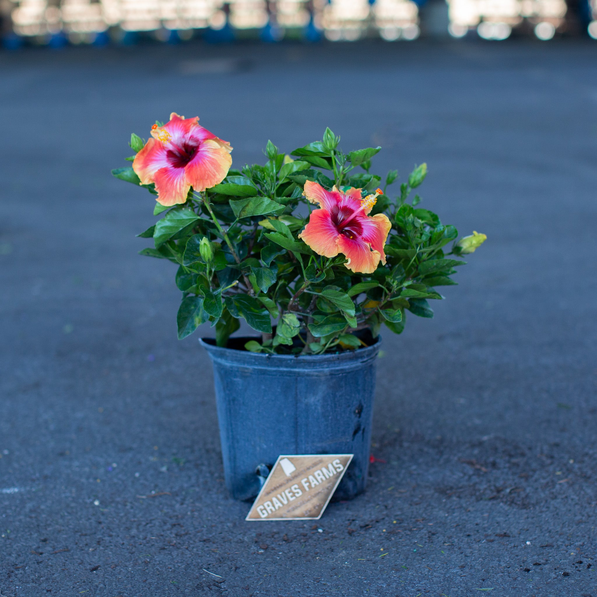 Fiesta Hibiscus Bush – Graves Farms