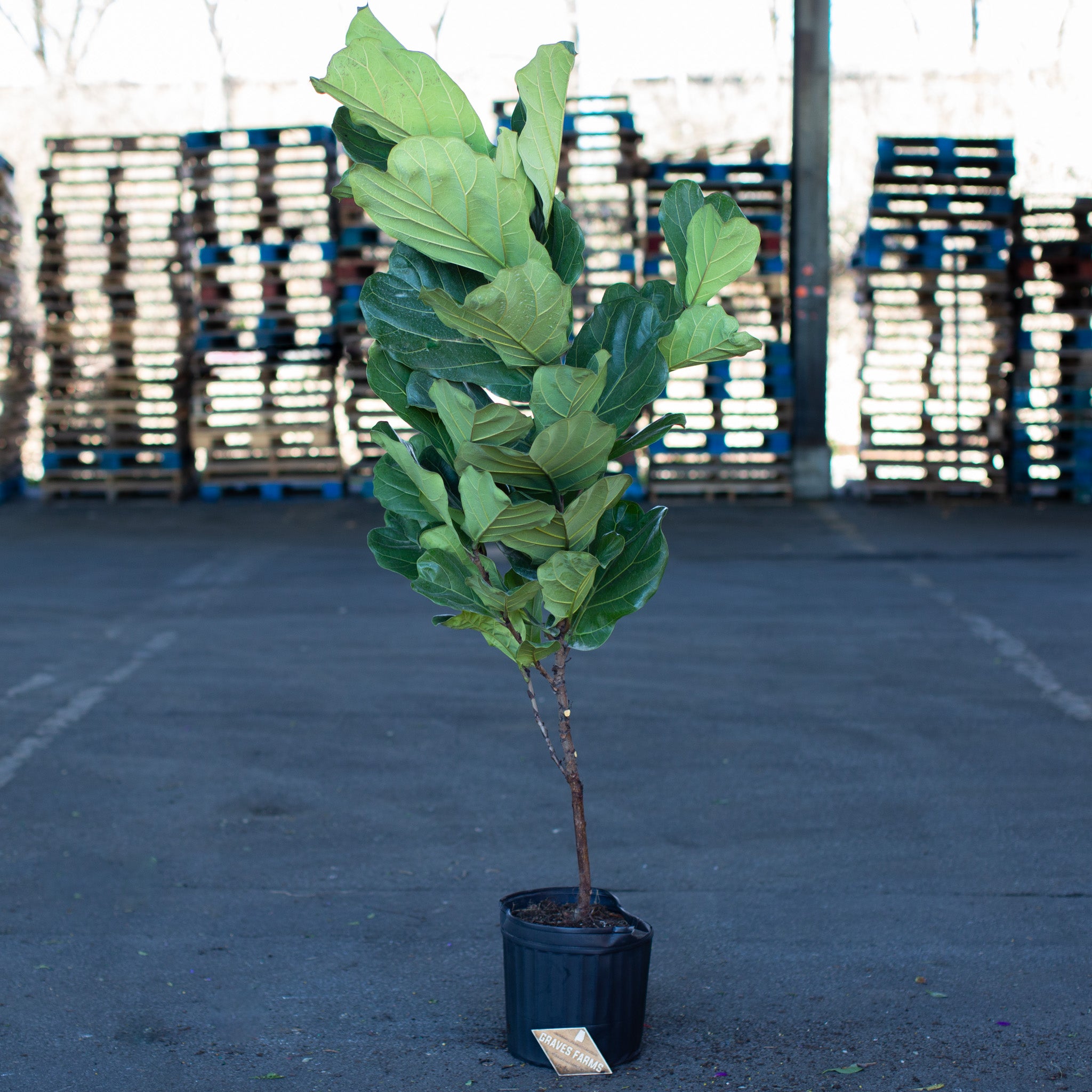 Fiddle Leaf Fig – Graves Farms