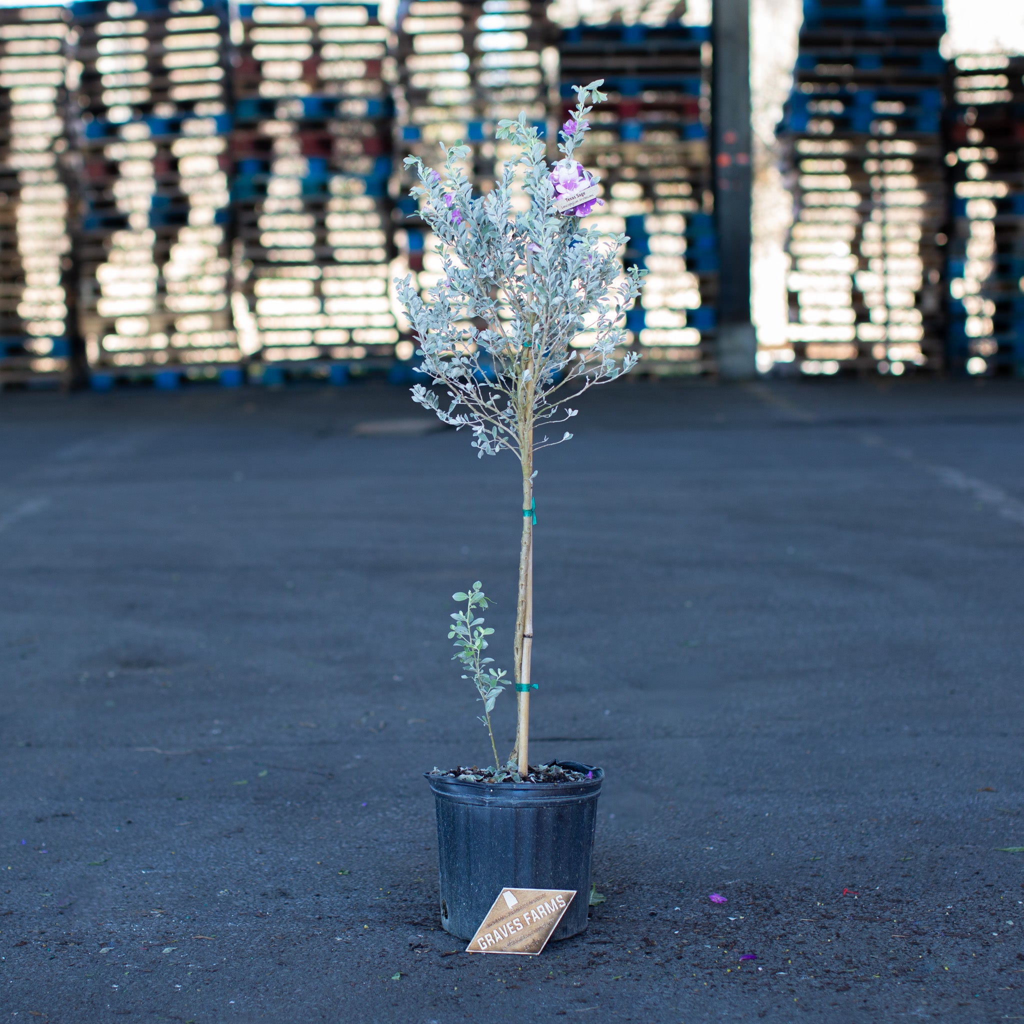 Texas Sage Tree Standard Topiary – Graves Farms