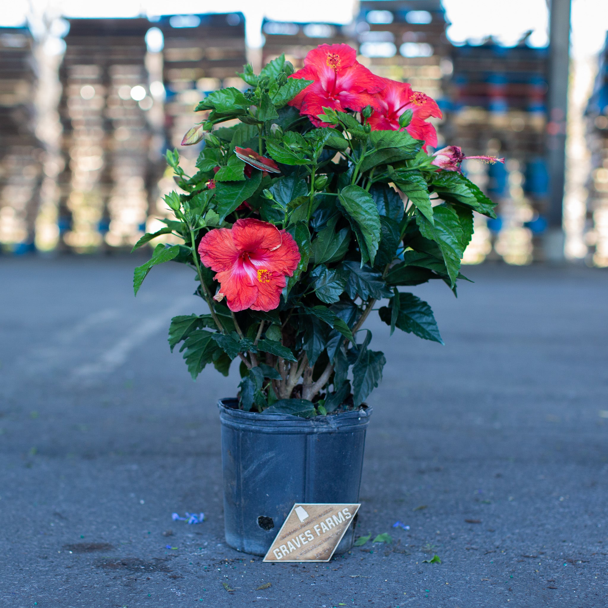 President Red Hibiscus Bush – Graves Farms