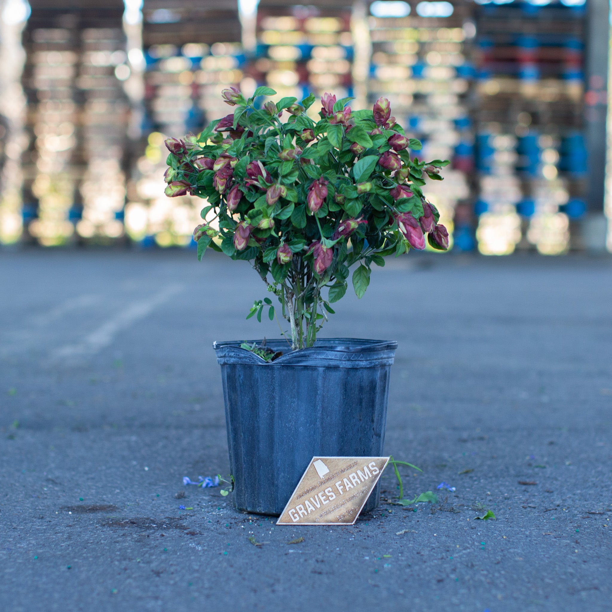 Shrimp Plant – Graves Farms