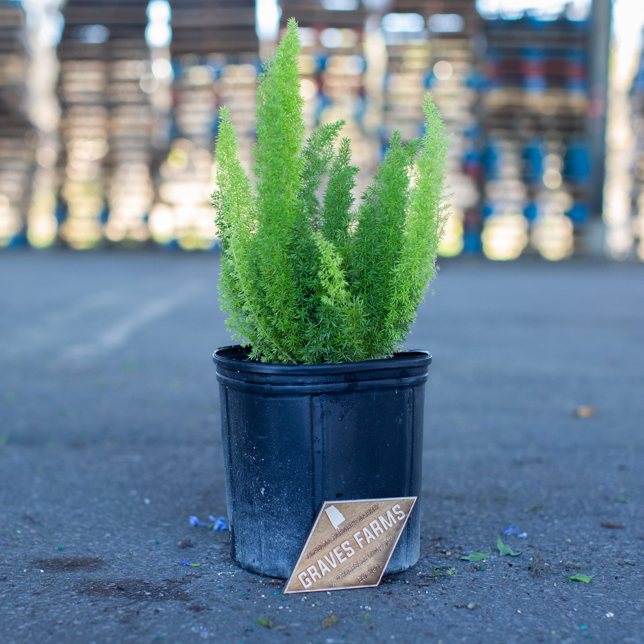 Foxtail Fern – Graves Farms