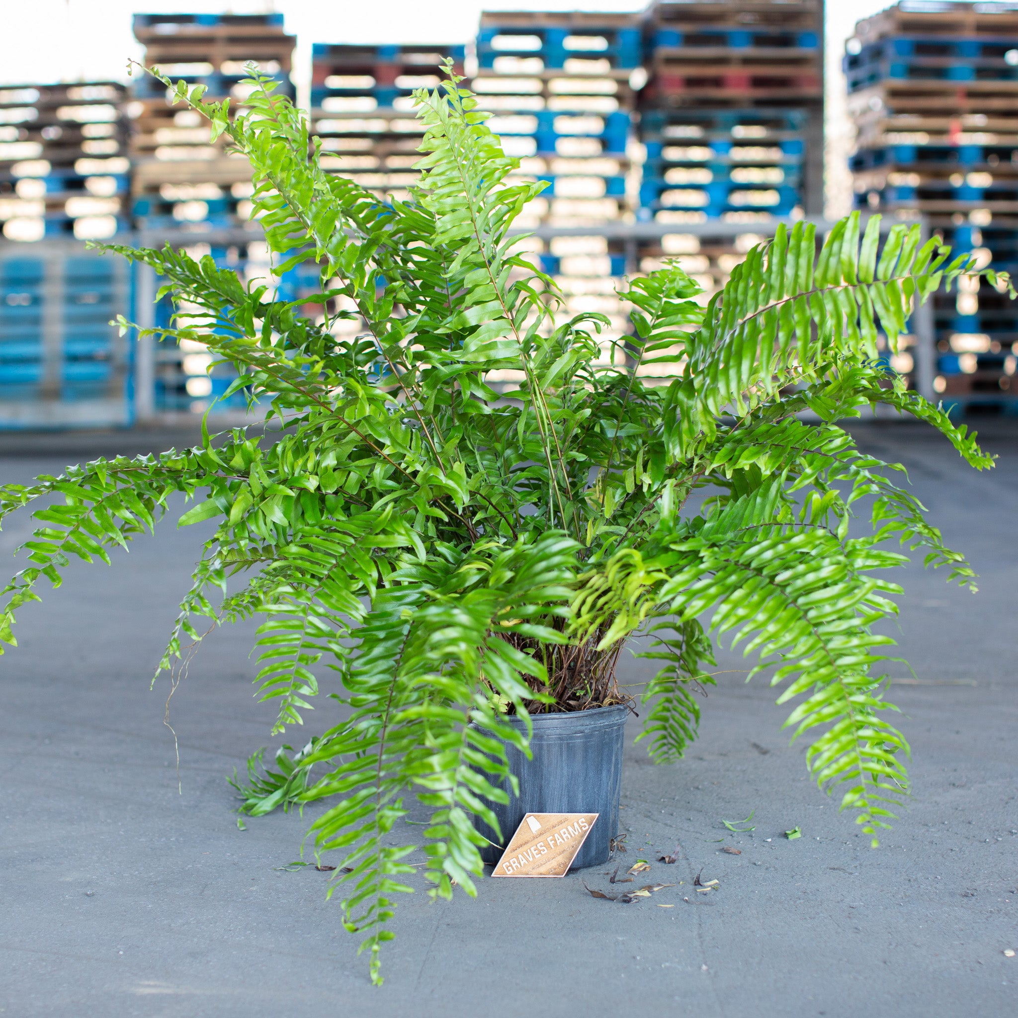 Macho Fern – Graves Farms
